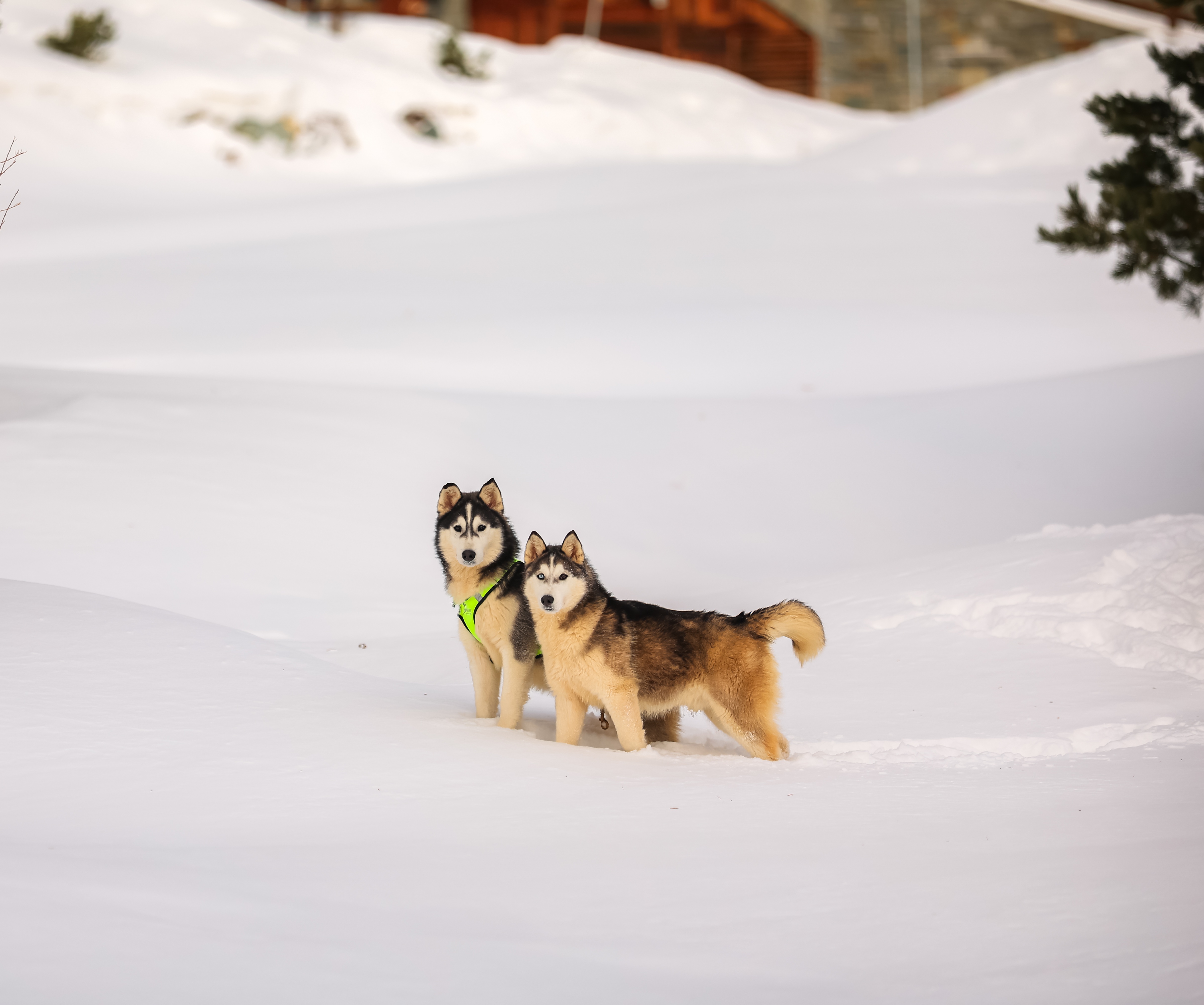 Siberiana Husky Sleddog | Escursioni Cani da Slitta Cervinia